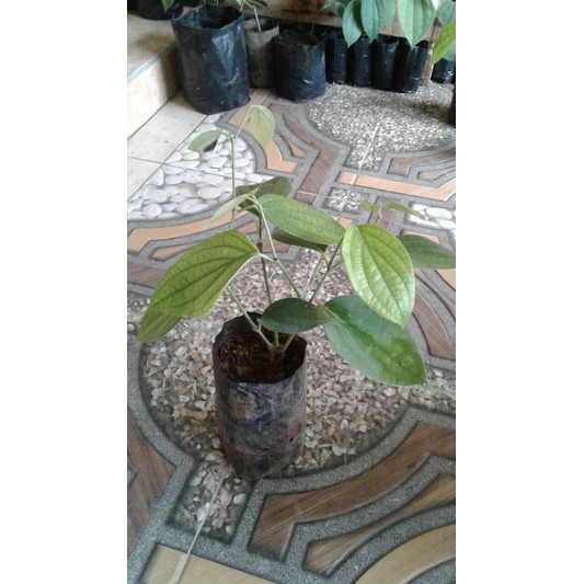 Jual BIBIT TANAMAN LADA PERDU | Shopee Indonesia