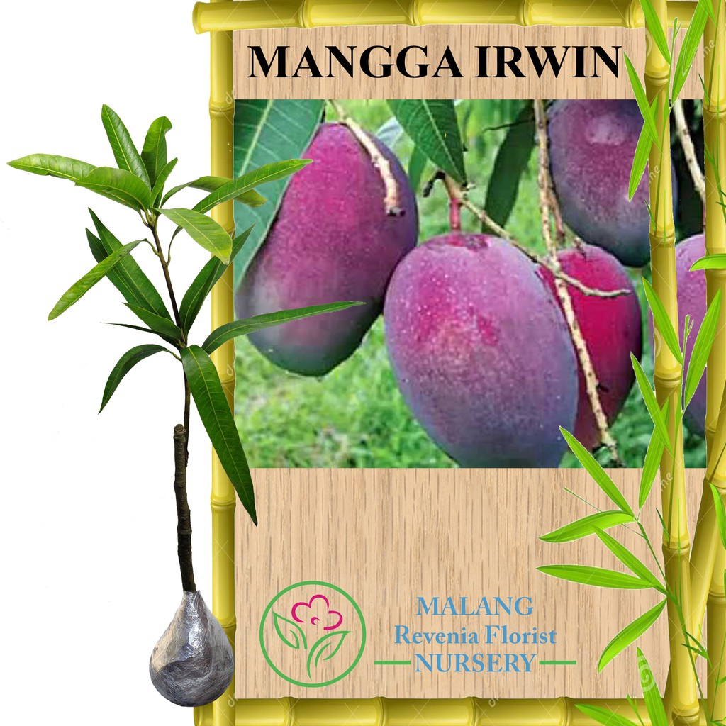 Jual Tanaman Mangga Irwin (Tinggi 40-60 cm) | Shopee Indonesia