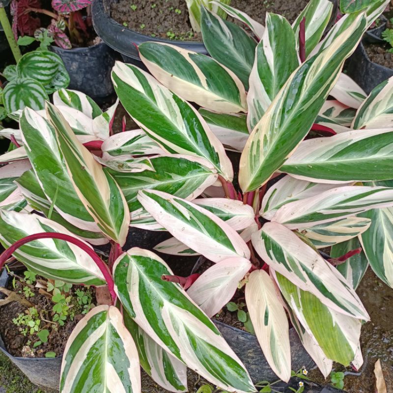 Jual berbagai jenis calatea, sepat, PING strip, ekor merak, sepat ...