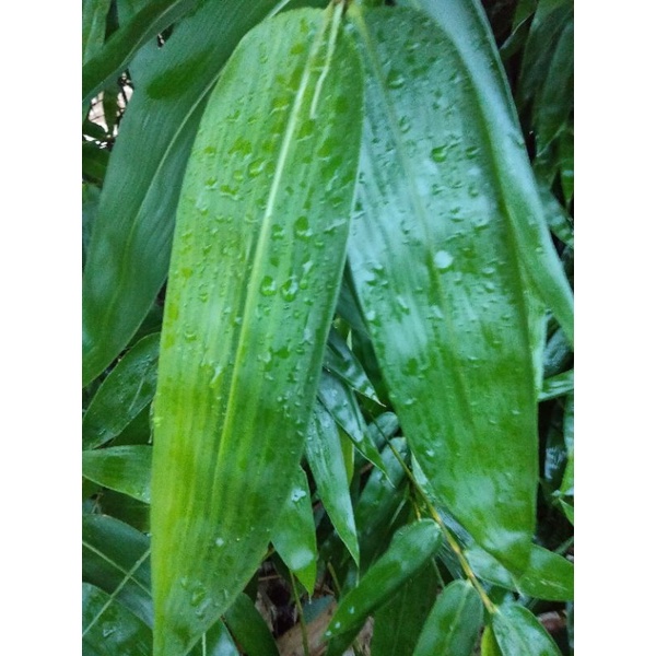 Jual DAUN BAMBU herbal segar PER 10 LEMBAR | Shopee Indonesia