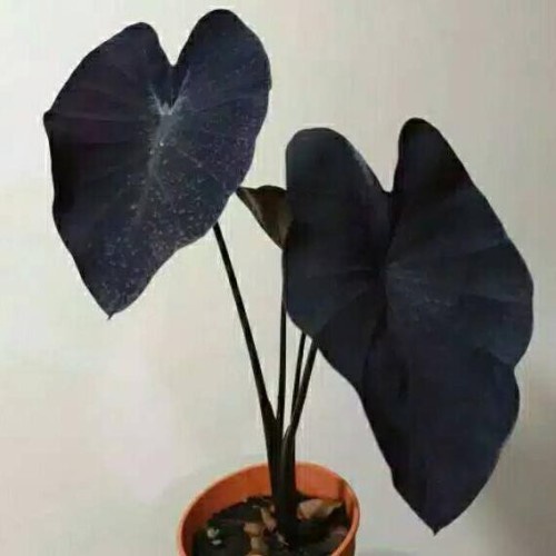 Jual Tanaman Hias Black magic / talas hitam | Shopee Indonesia