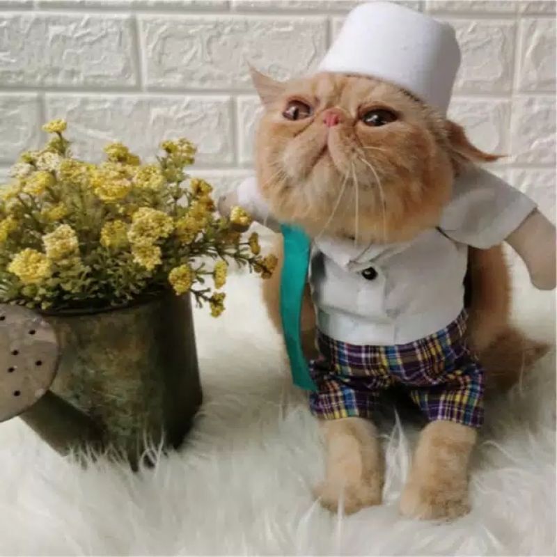 Jual BAJU KUCING (PAK HAJI) | Shopee Indonesia