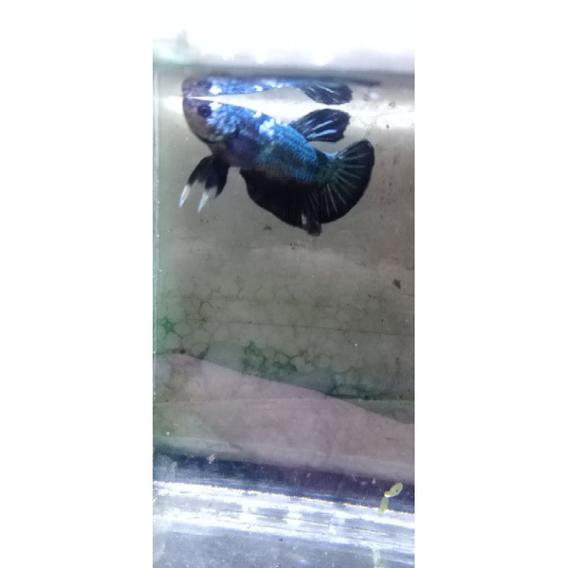 Jual avatar cooper | Shopee Indonesia