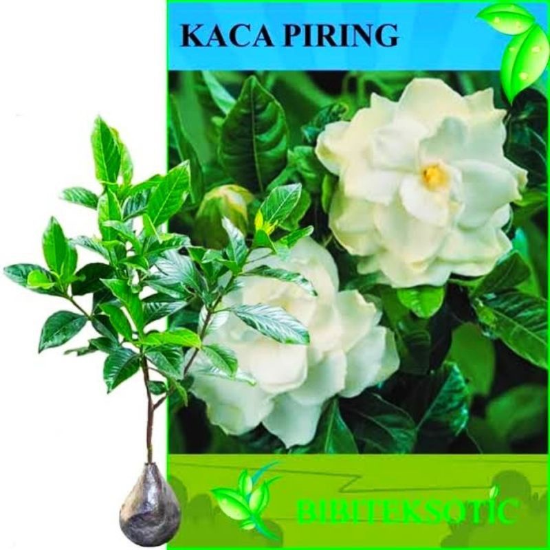 Jual pohon bunga melati Kaca Piring / pohon bunga pecah piring | Shopee ...