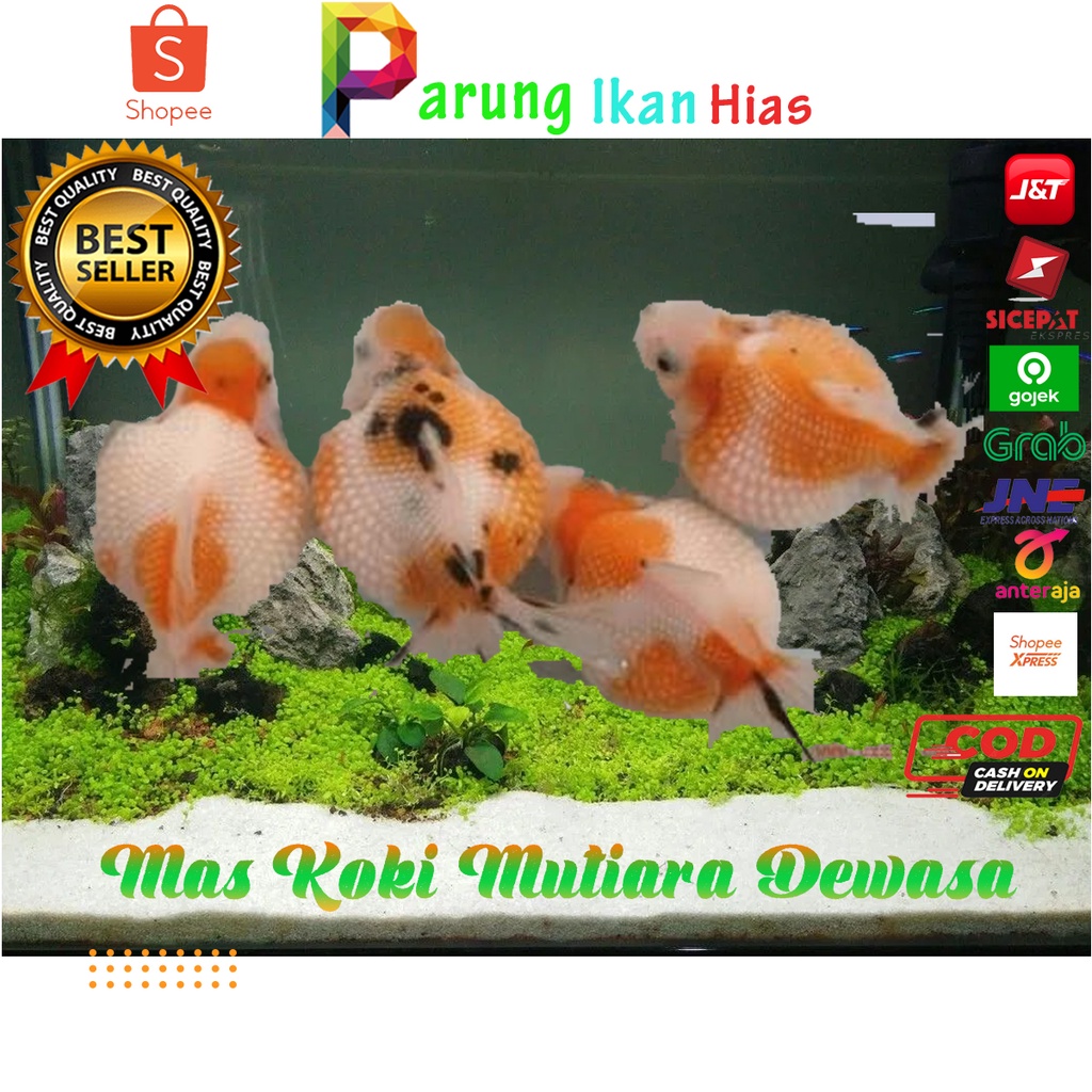 Jual IKAN MAS KOKI MUTIARA (DEWASA) | Shopee Indonesia