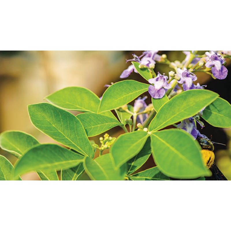 Jual DAUN LEGUNDI FRESH 100gram | Shopee Indonesia