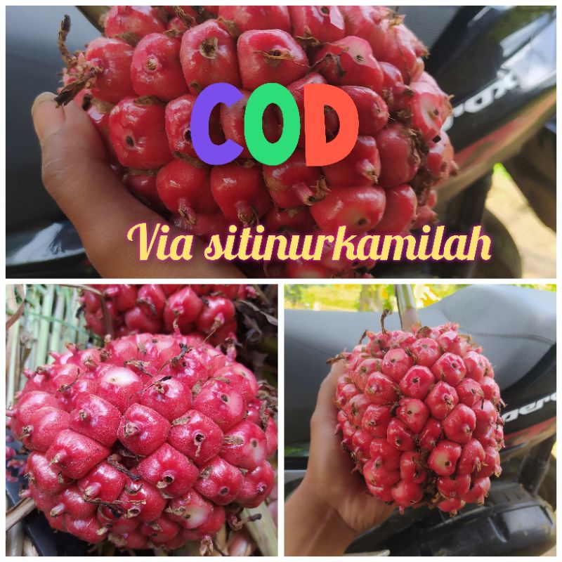 Jual Buah honje segar Per 500grm aBuat bumbu masak atau rujak | Shopee ...