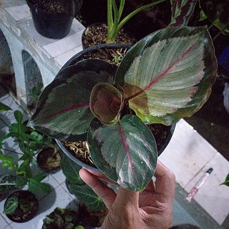 Jual calathea roseopicta corona | Shopee Indonesia