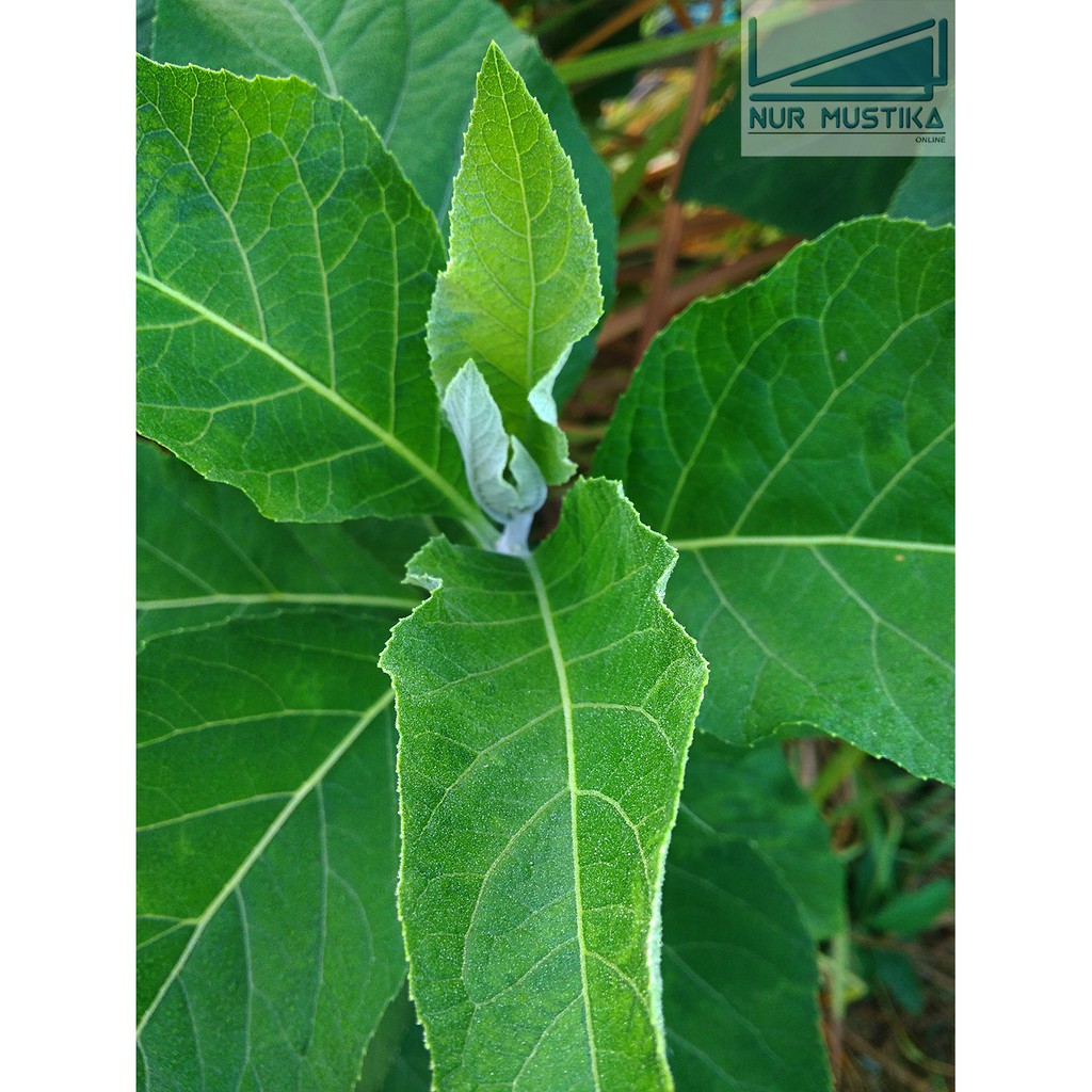 Jual 100gram Daun Sambung Nyawa atau Daun Afrika | Shopee Indonesia