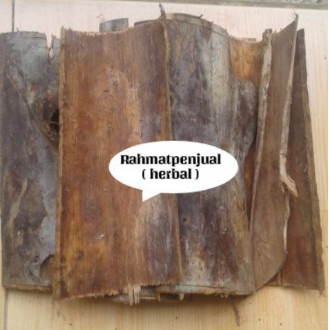 Jual Kulit Pohon Kayu Putih Obat Tradisional 500 g | Shopee Indonesia