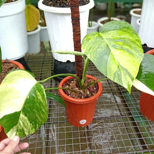 Jual Monstera Marmorata Variegata / Monstera Marmo Varigata / Monstera ...