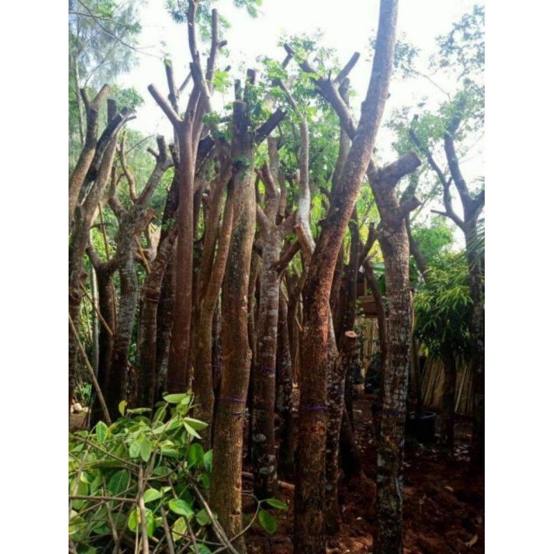 Jual Pohon Pelindung Trembesi - Pohon Ki Hujan Trembesi | Shopee Indonesia