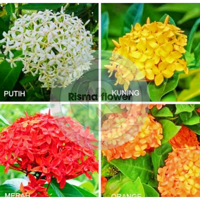 Jual Paket 4 tanaman hias pohon bunga Asoka cantik / bunga Soka cantik ...