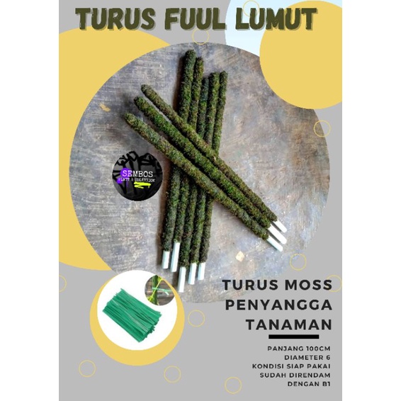Jual turus lumut panjang 100cm / turus moss / turus media tanaman ...