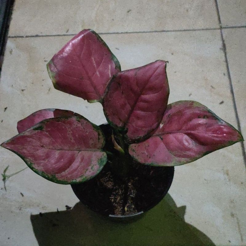 Jual aglaonema red Anja rungkad | Shopee Indonesia