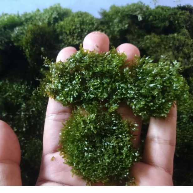 Jual Moss ricardia Bahan Tanaman aquascape | Shopee Indonesia