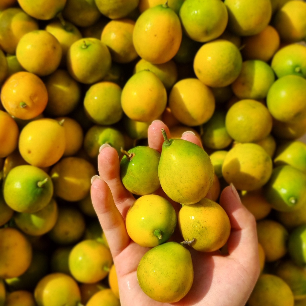 Jual Honey Kimkit 500gr | Shopee Indonesia