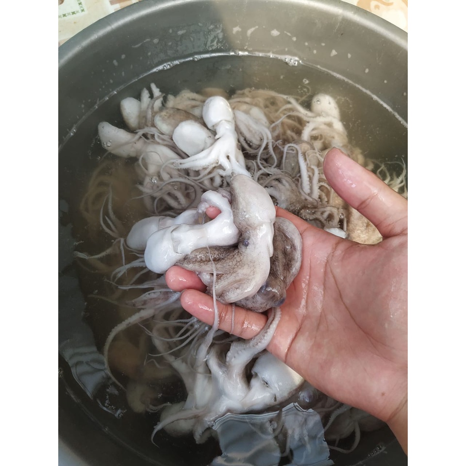Jual Baby Gurita Frozen 1kg, Termurah (Harga Grosir) | Shopee Indonesia Jual Baby Gurita Frozen 1kg, Termurah (Harga Grosir) | Shopee Indonesia