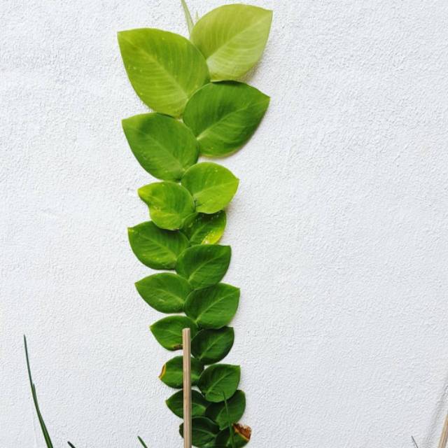 Jual Tanaman hias dollar daun besar pohon rambat | Shopee Indonesia