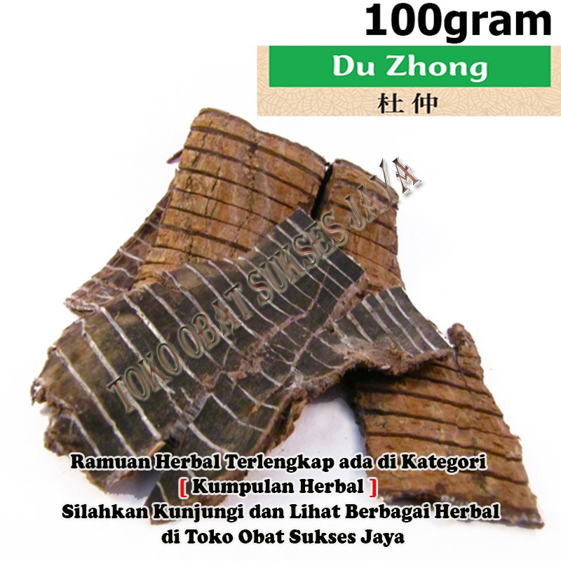 Jual [100gram Grade A ] Du Zhong / Tu Chung - [ 杜仲 ] - Cortex Eucommiae ...