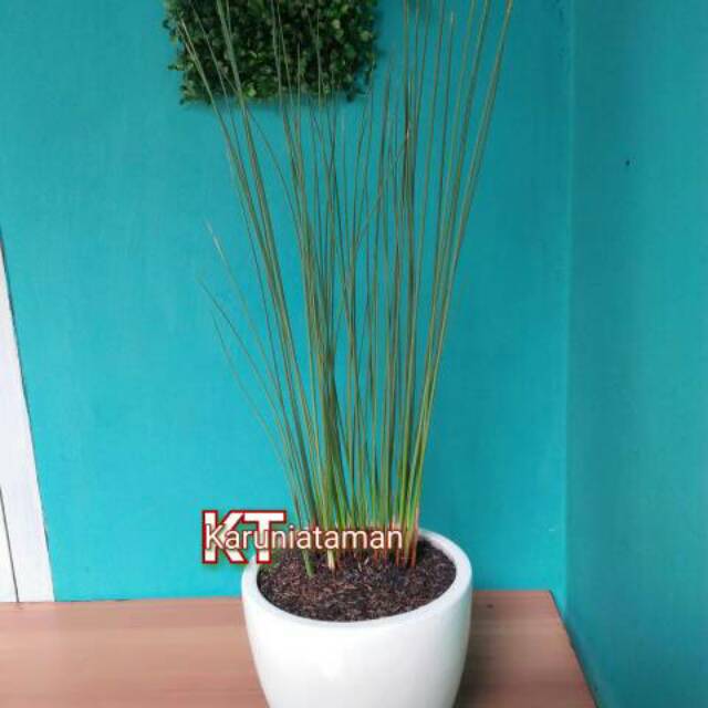 Jual Bambu Air Lidi Tanaman Hias Indoor | Shopee Indonesia