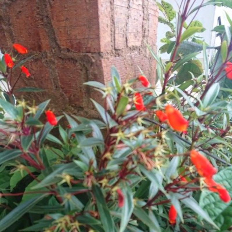 Jual KEBUN.MUKLIS - Tanaman Bunga Kantong Semar Merah Gloxinia ...