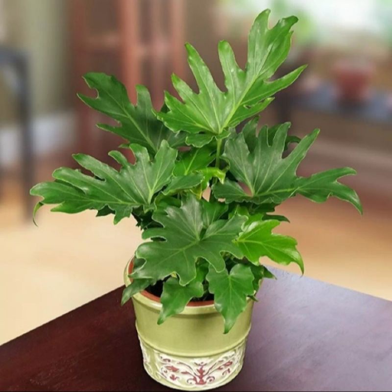 Jual Tanaman Hias Philodendron Sollum / Dendron Jari Untuk Dekorasi ...