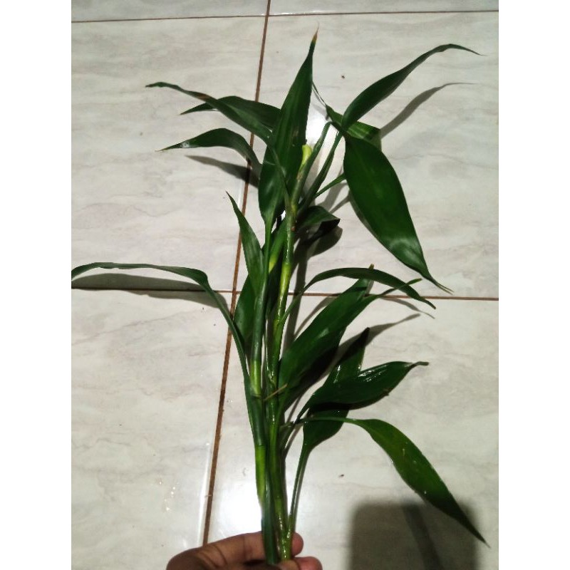 Jual Pohon bambu hias sri rezeki per 5 batang | Shopee Indonesia