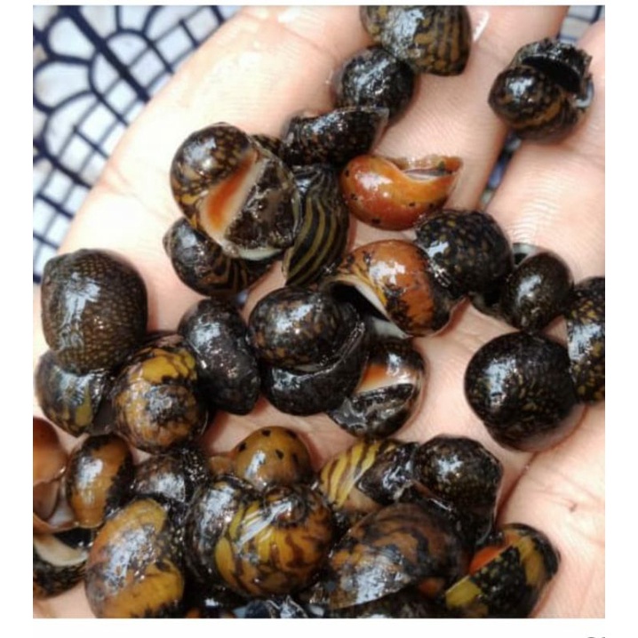 Jual keong pembersih aqwarium (keong batik) | Shopee Indonesia