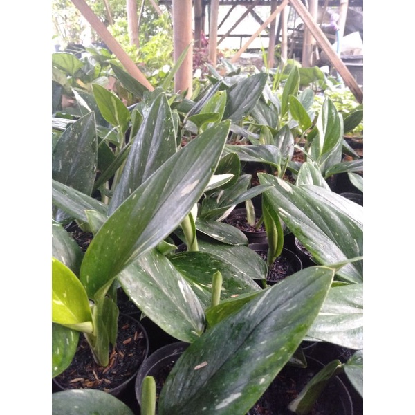 Jual MONSTERA STANDLEYANA VARIEGATA PUTIH (3 PLANT 3 DAUN UP) | Shopee ...