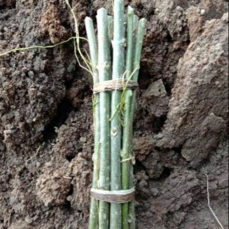 Jual Batang Stek Cincau Perdu Bibit batang stek Cincau Perdu Murah ...