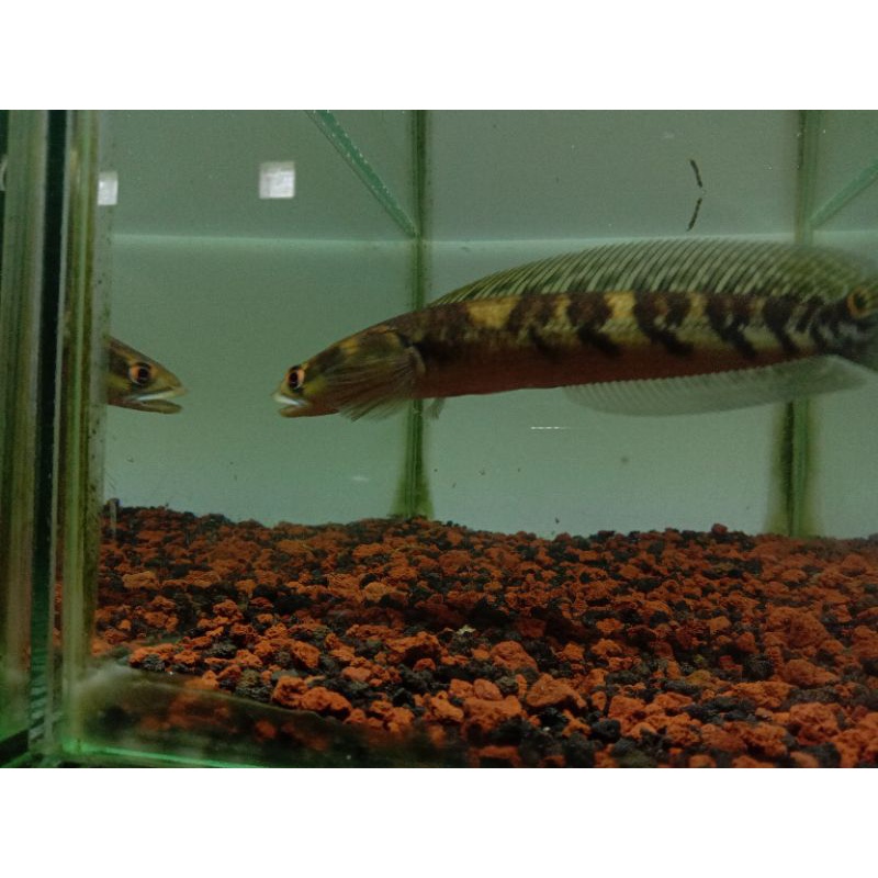 Jual yellow sentarum 11-13cm | Shopee Indonesia