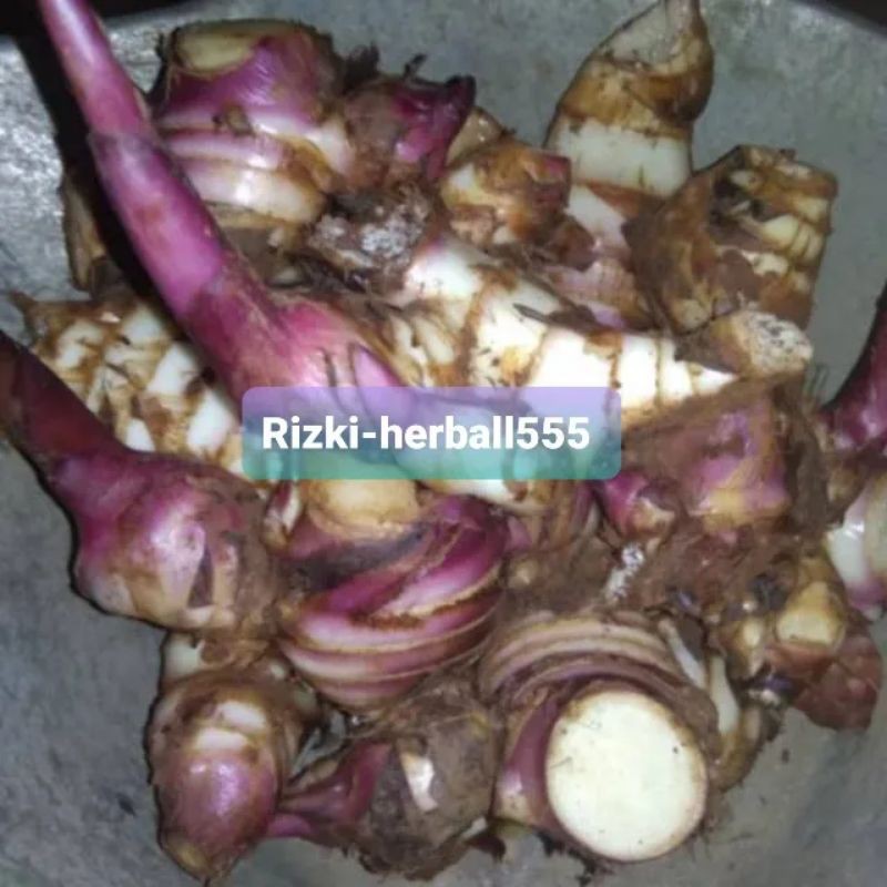 Jual umbi goyang atau umbi ganyol segar 1kg | Shopee Indonesia