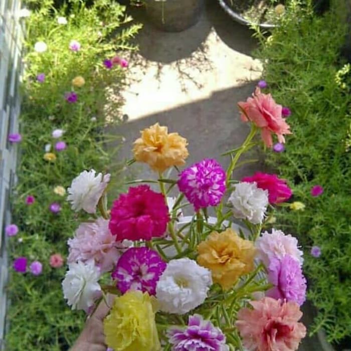 Jual Tanaman hias sutera bombai | bunga jam delapan | pohon sutra ...