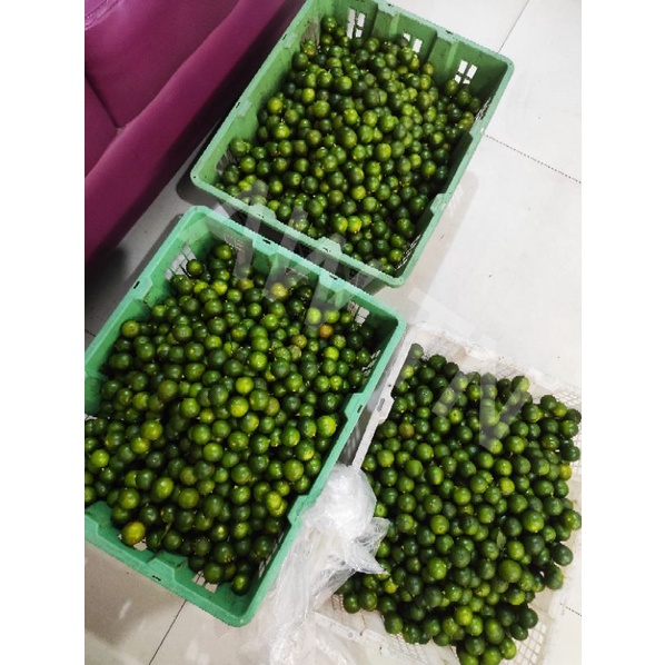 Jual OFFF JERUK SONKIT/ jeruk kasturi / jeruk kunci lemon cui /jeruk ...