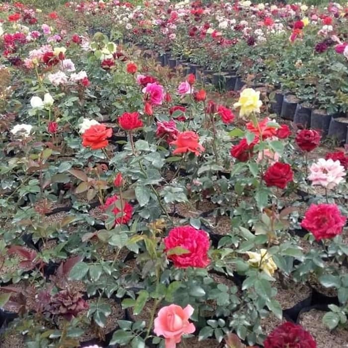 Jual Tanaman pohon bunga mawar-pohon mawar | Shopee Indonesia
