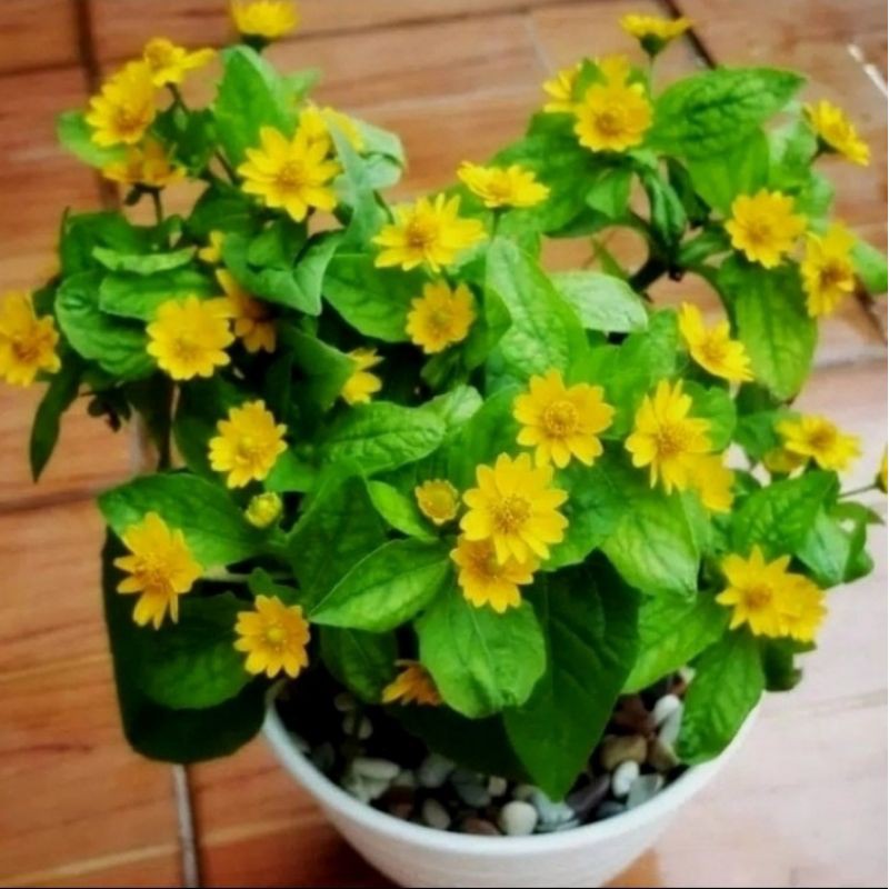 Jual ( BISA COD ) Bunga Hias Matahari Mini Kolget Sudah Berbunga ...