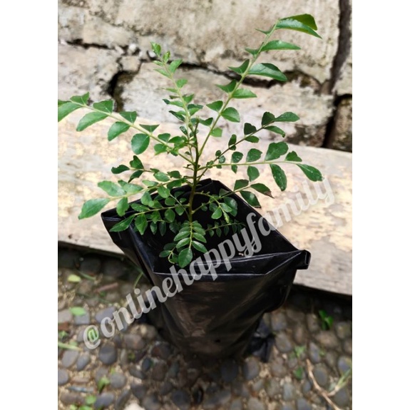 Jual Bibit Tanaman Daun Kari Pohon Kari Salam Koja | Shopee Indonesia