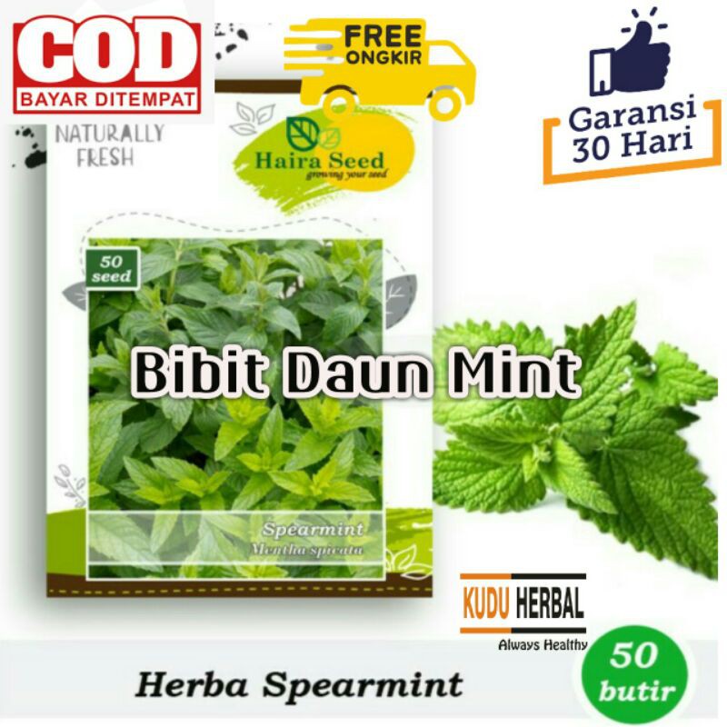 Jual Bibit Daun Mint Spearmint I Bibit Mint I Benih Daun Mint I Biji ...