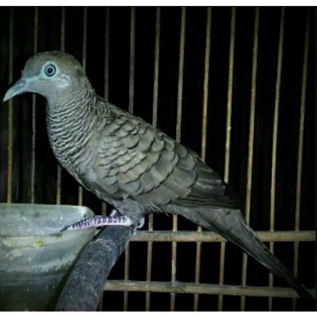 Jual Burung Perkutut Cemani | Shopee Indonesia