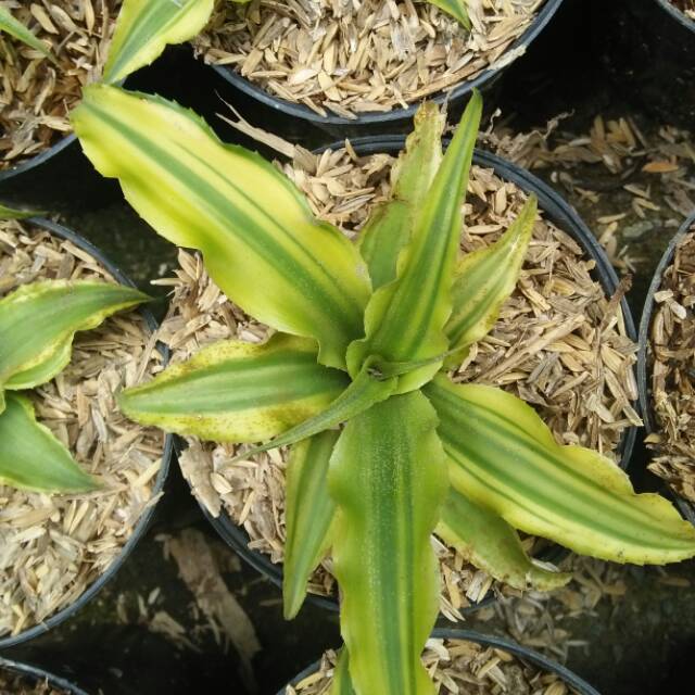 Jual Bromelia cryptantus kuning diameter daun 8 cm | Shopee Indonesia