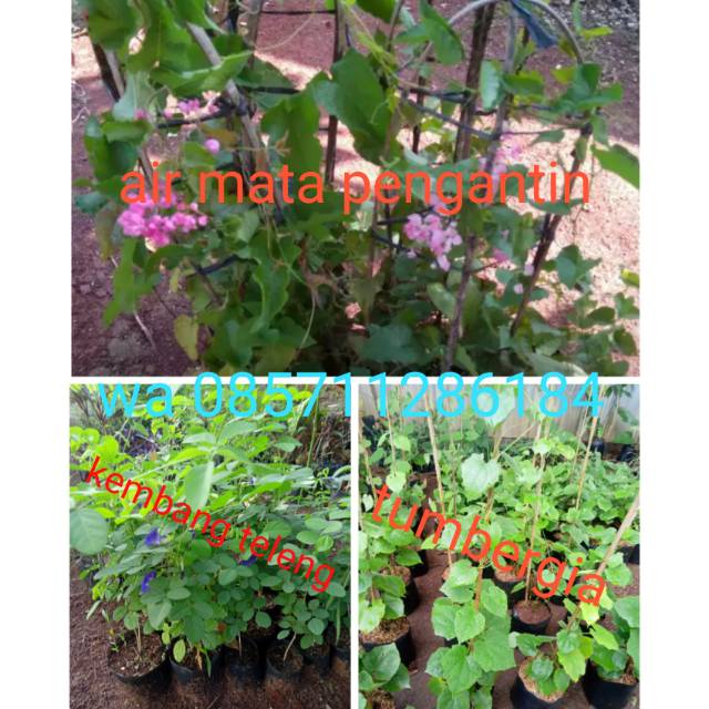 Jual 1pket tanaman berbunga air mata pengantin,kembang Teleng,tumbergia ...