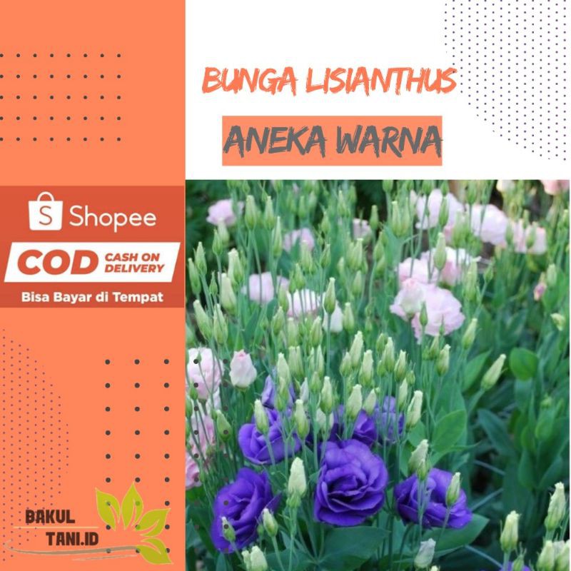 Jual Bunga Lisianthus atau Mawar Tanpa Duri (TANAMAN HIDUP BERKUALITAS ...