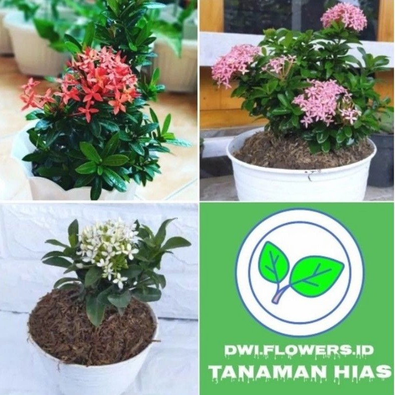 Jual ( BISA COD ) TERMURAH! Tanaman Hias Asoka Varian Warna Bunga ...