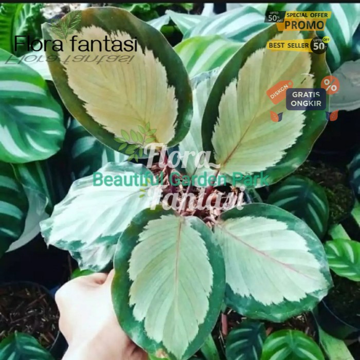 Jual Tanaman Hias Calathea Dark star / pohon hias Calathea hidup ...