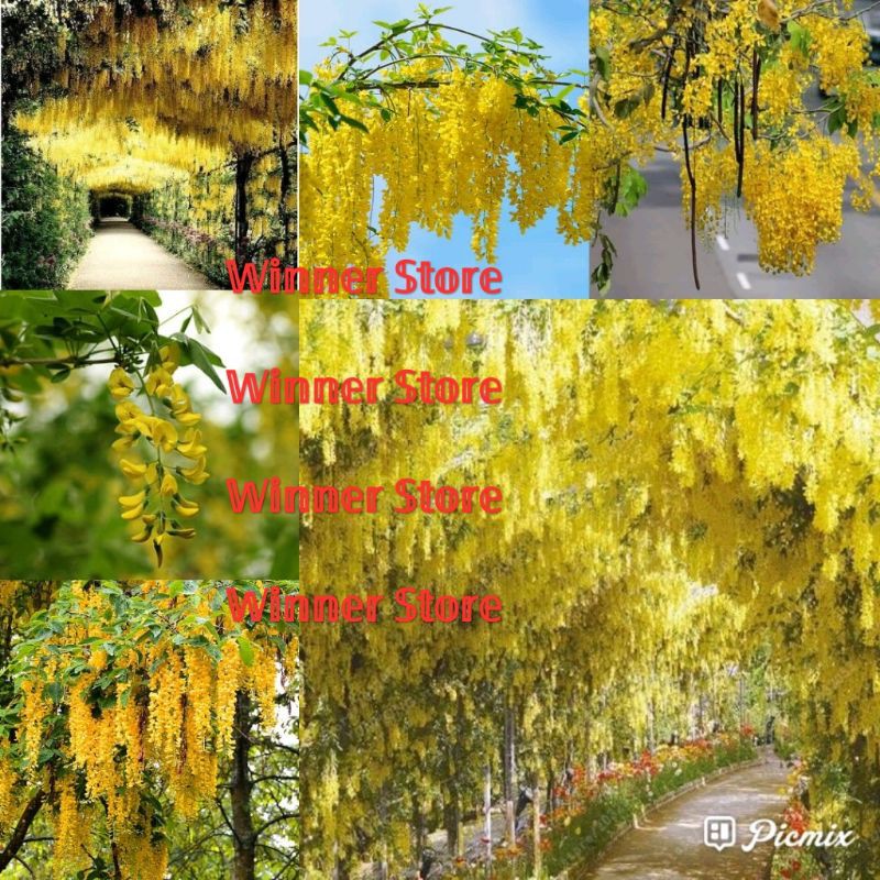 Jual Bibit Benih Bunga Angsana (2 Butir) | Shopee Indonesia