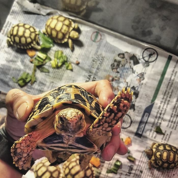 Jual RARE Kura kura darat INDIAN STAR Torto Tortoise | Shopee Indonesia