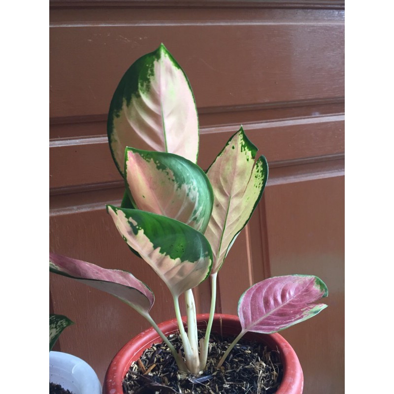 Jual sultan brunei | Shopee Indonesia