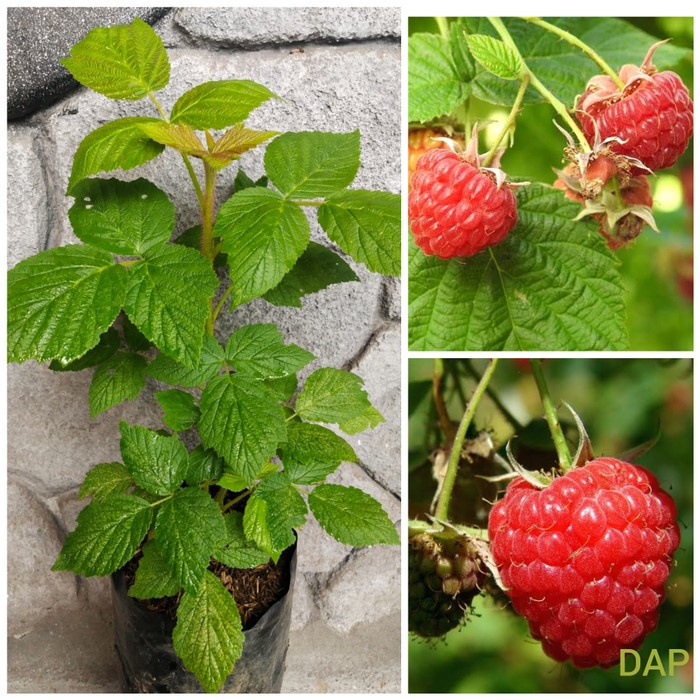 Jual Bibit Tanaman Buah Raspberry Merah | Shopee Indonesia