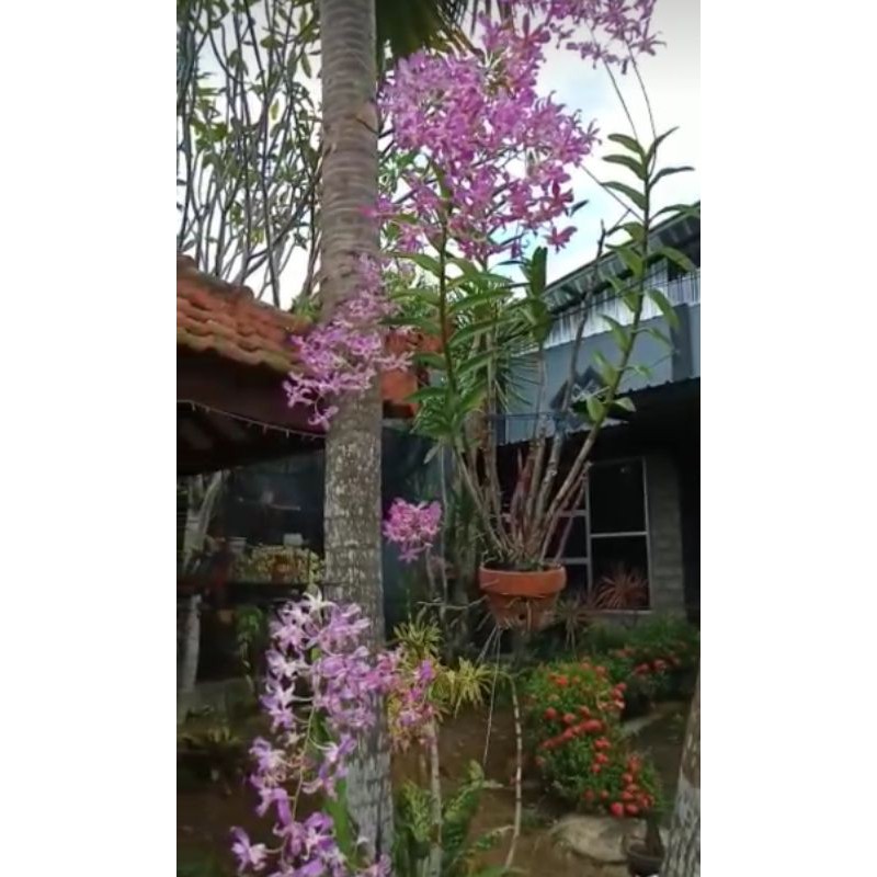 Jual Anggrek Dendrobium Superbien | Shopee Indonesia